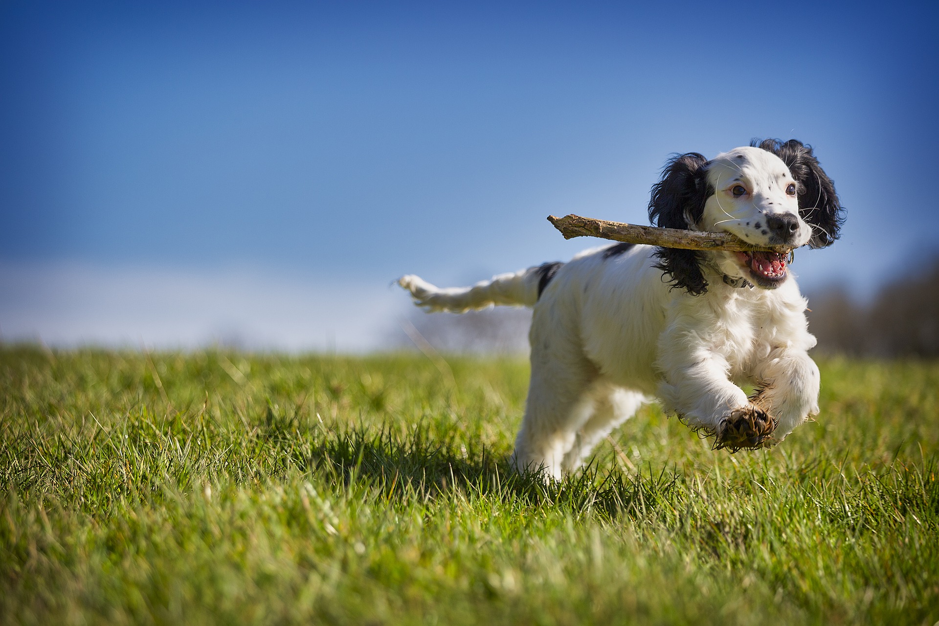 Crazy Stories Of Things Dogs Have Eaten crazy-stories-of-things-dogs-have-eaten