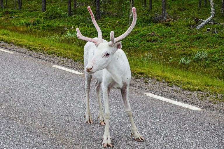 Stunningly Rare Albino Animals