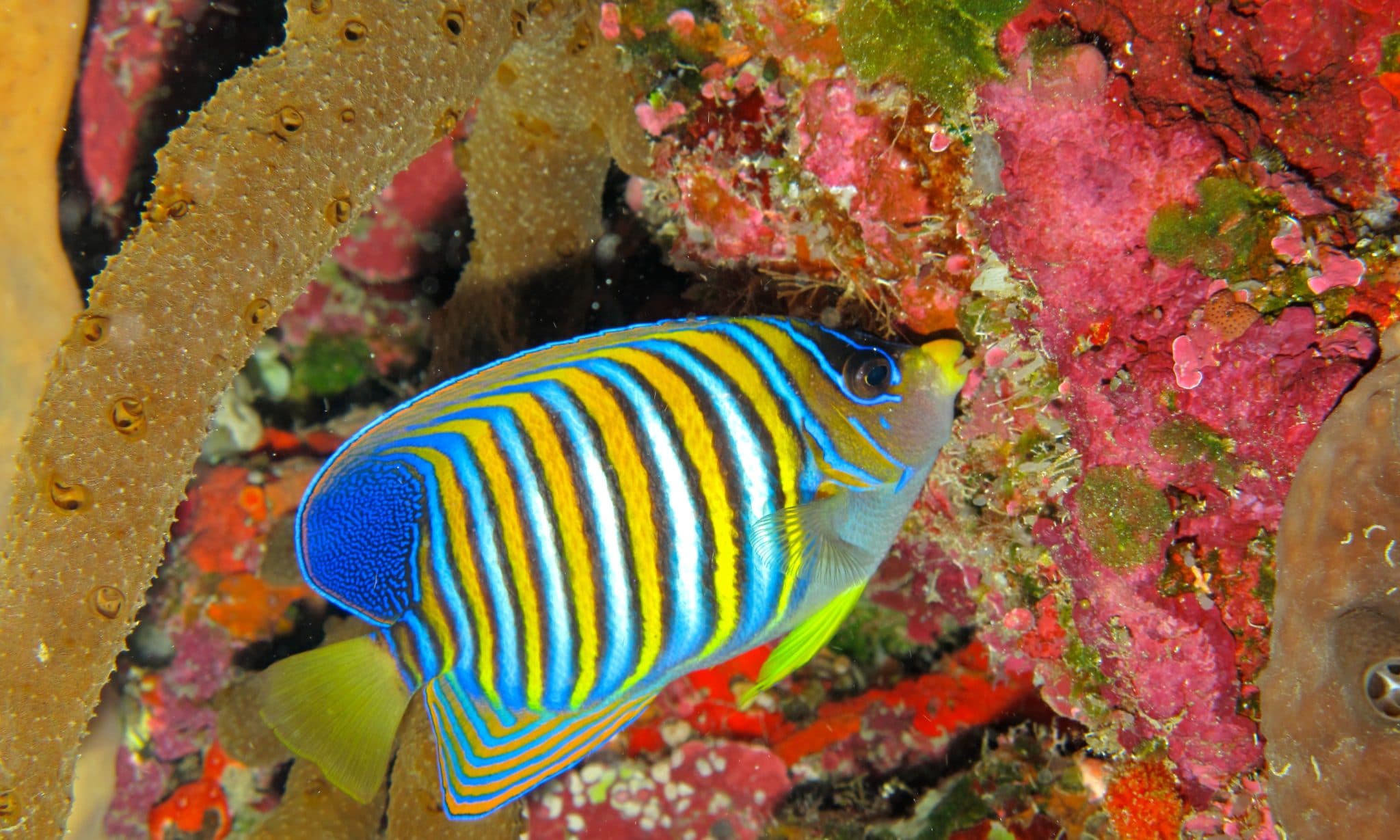 The Most Beautiful Fish in the World