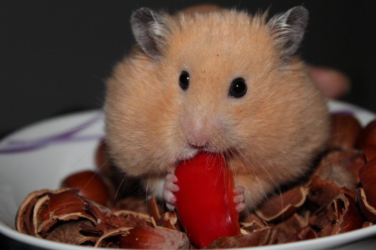 Adorable Tricks You Can Teach Your Hamster