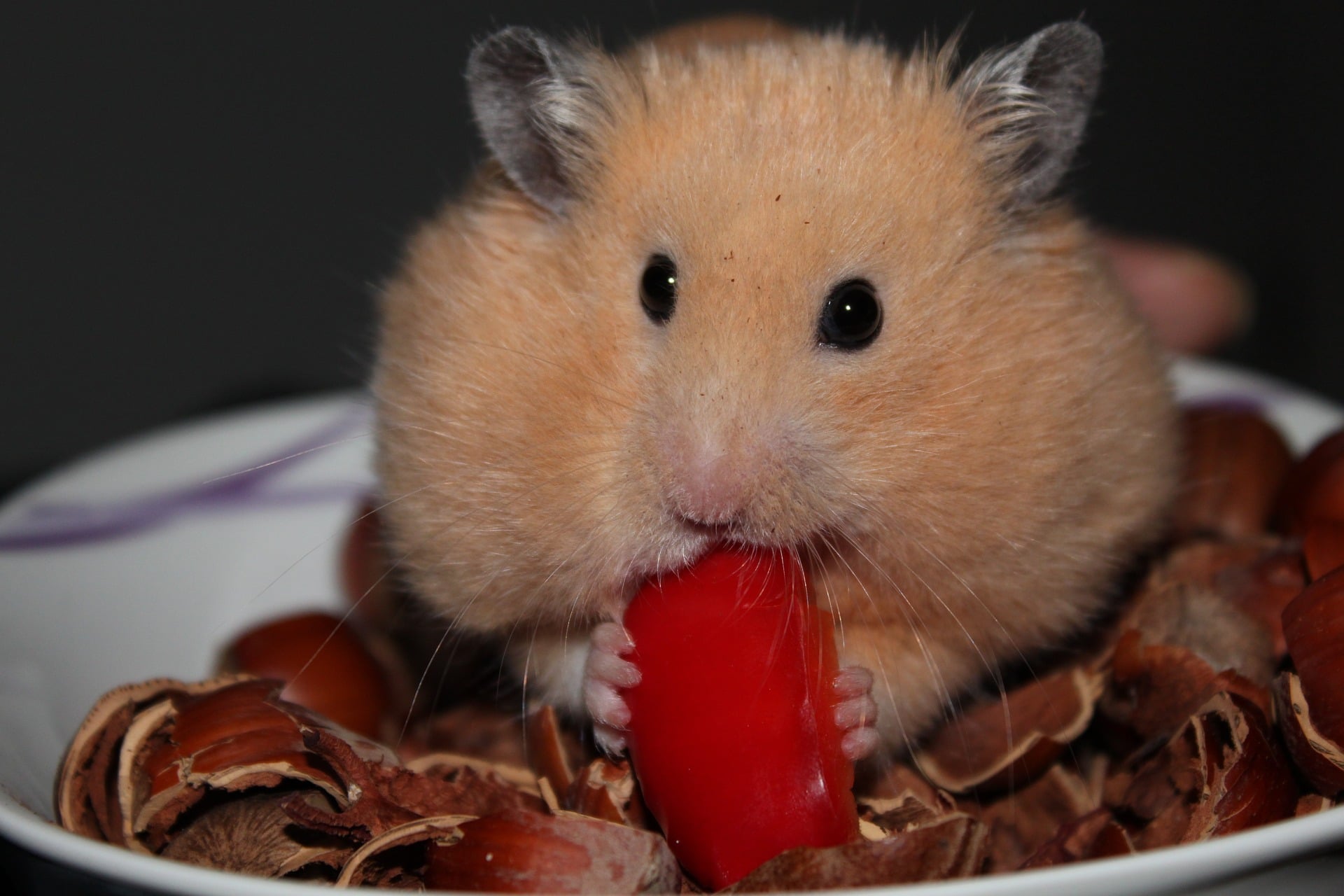 Adorable Tricks You Can Teach Your Hamster