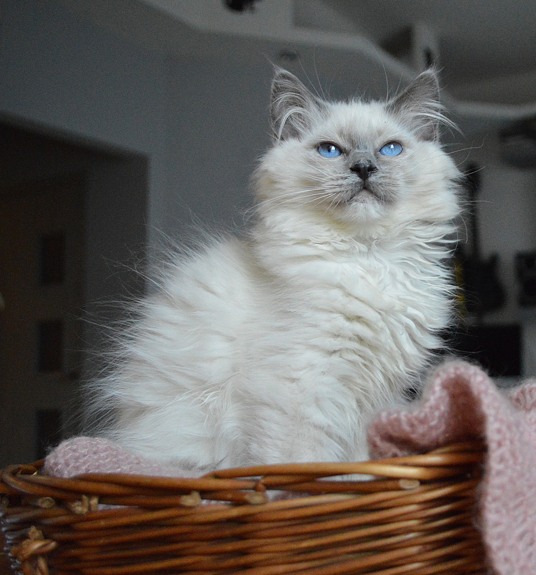 Fun Facts about Ragdoll Cats