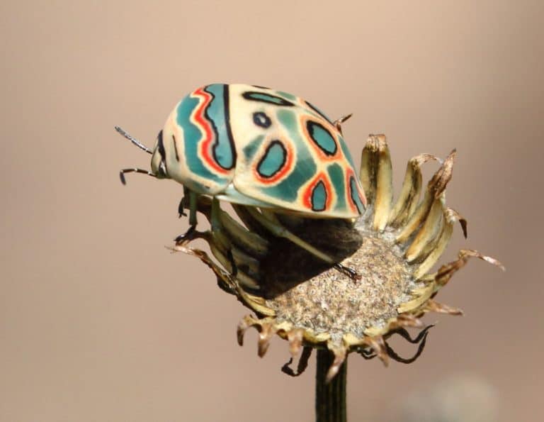 The Most Beautiful Insects in the World