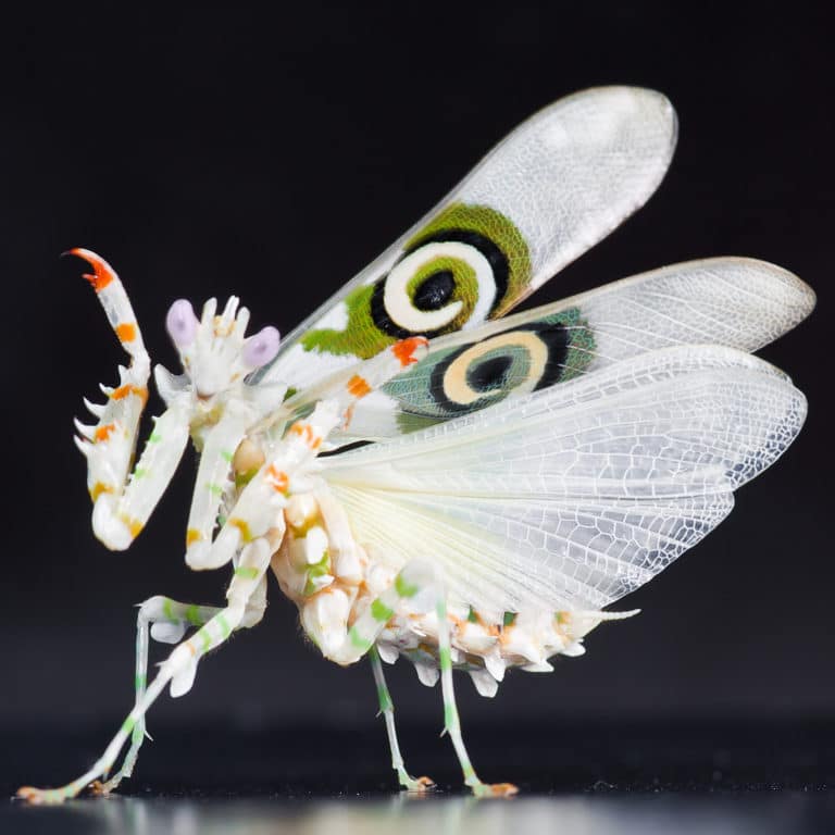 The Most Beautiful Insects in the World