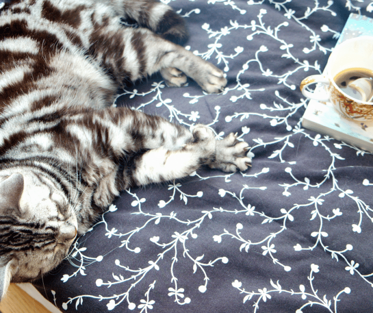 The Best Short Stories About Cats