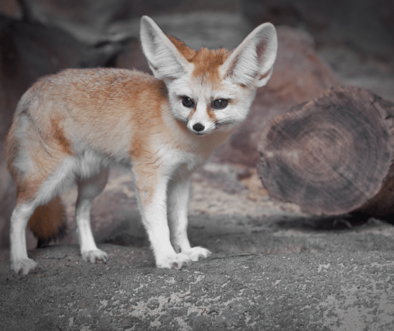 Fun Facts About Exotic Pets fun-facts-about-exotic-pets