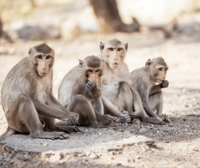 Animals that Share Human DNA Sequences