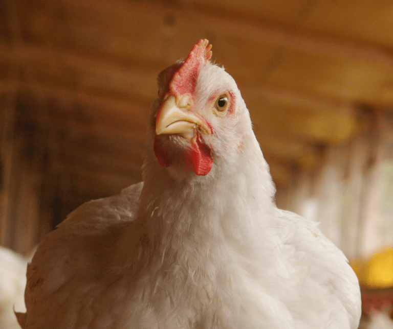 Animals that Share Human DNA Sequences