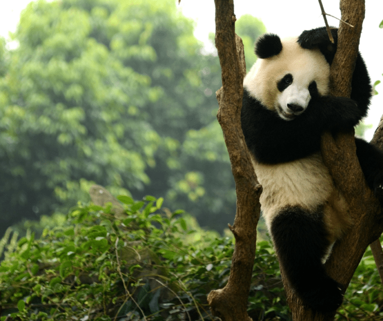 The Most Beautiful Wild Animals in the World