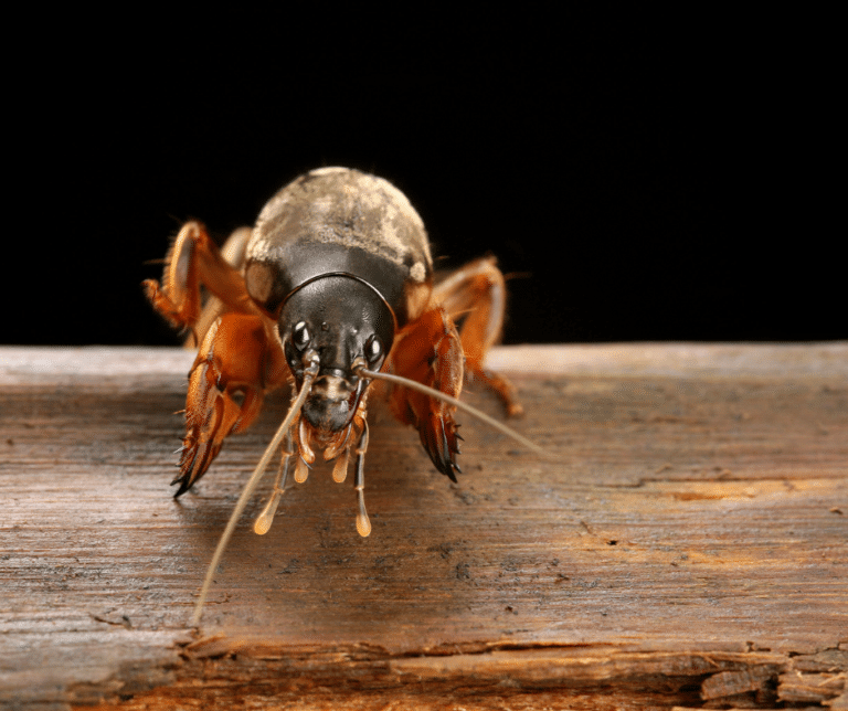 Why Do Some Animals Live Underground?