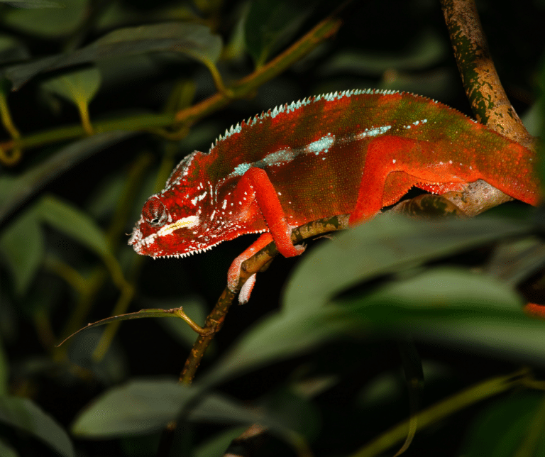 The Most Beautiful Lizards in the World