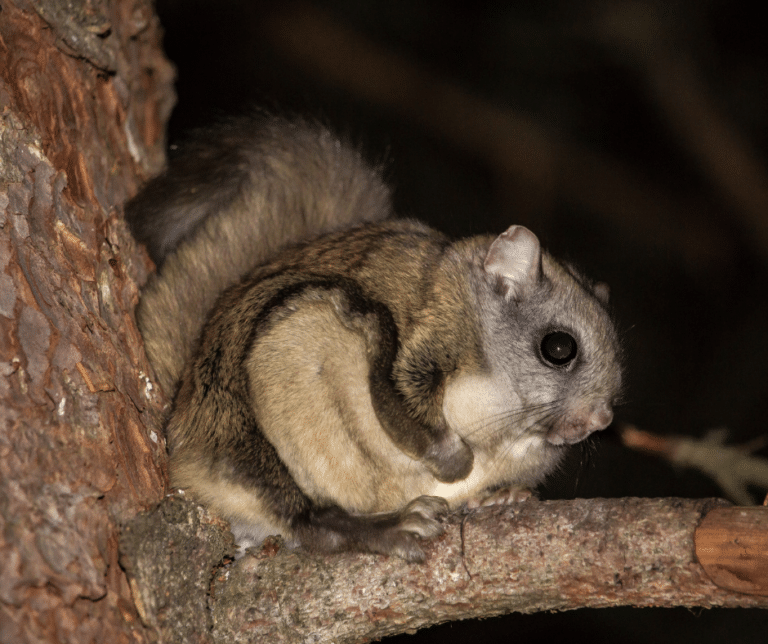 Facts About Flying Squirrels