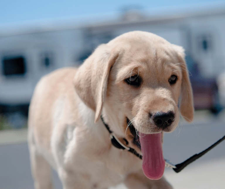 What Dog Breeds are the Best Working Dogs?