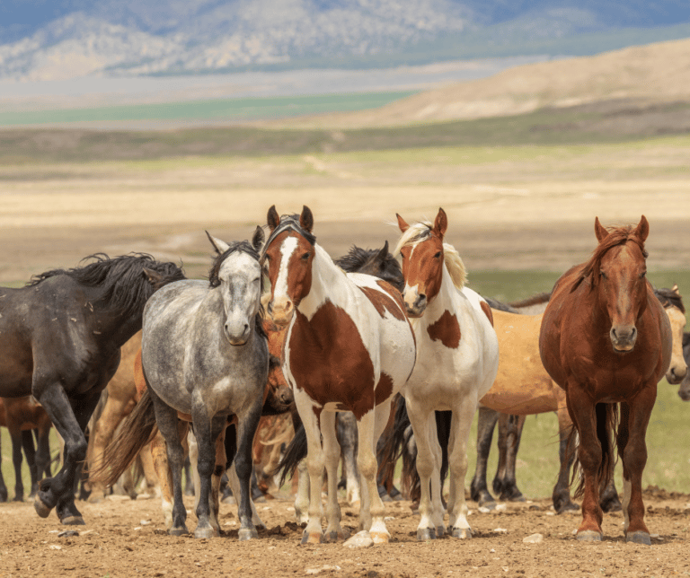 The Most Beautiful Wild Horses
