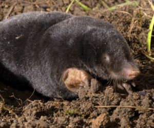 Why are Wild Moles Blind?
