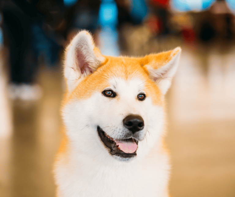 The Most Beautiful Dogs in the World