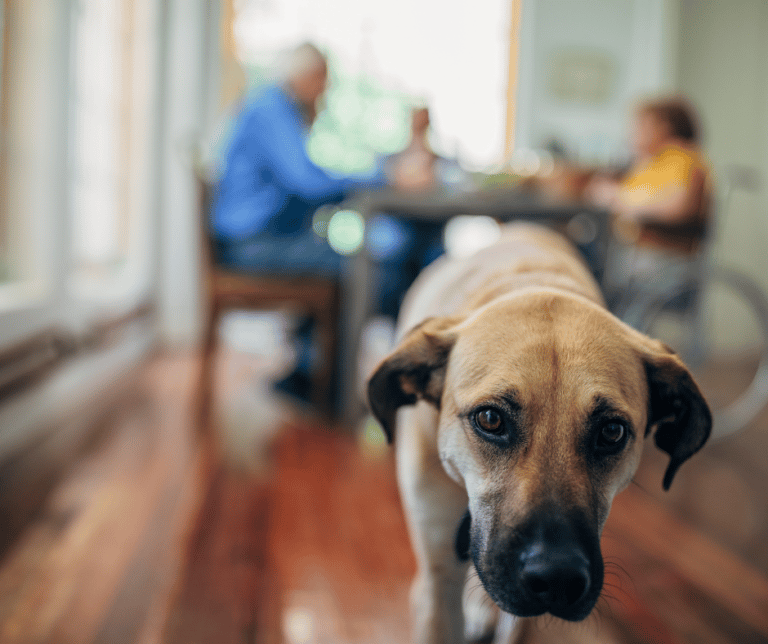 The Benefits of Pet Therapy: How Animals Can Improve Our Mental and ...