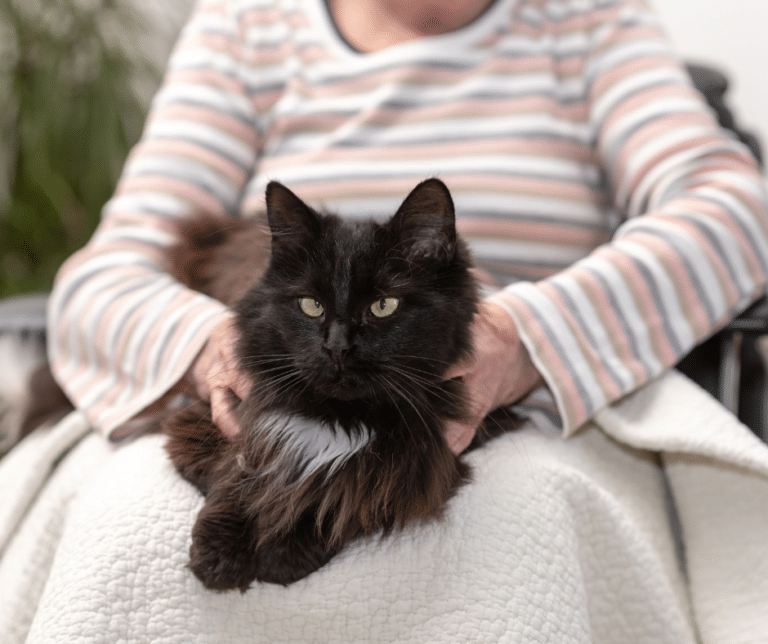 Caring For Elderly Animals: What To Expect