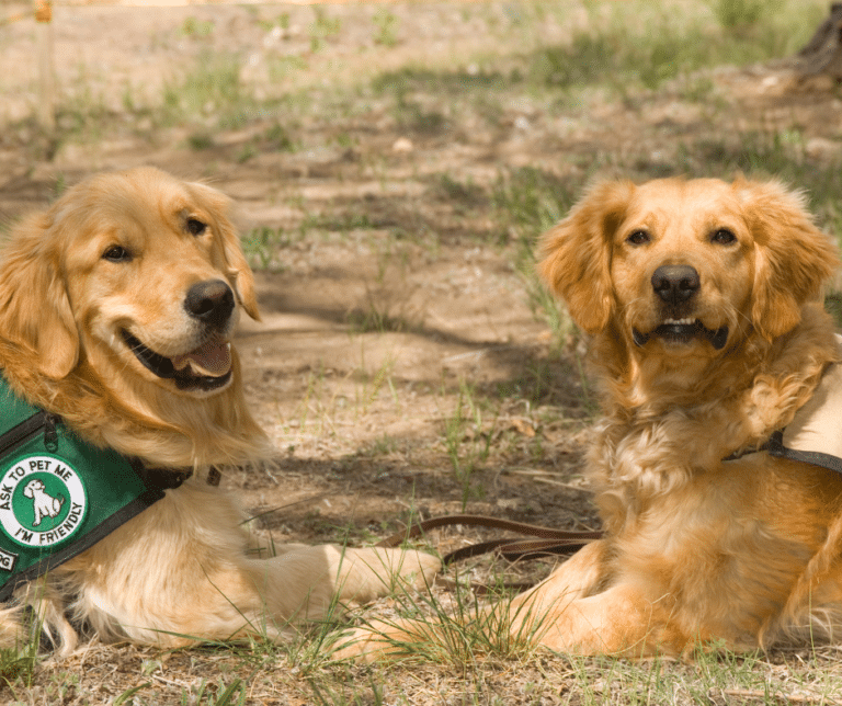 The Science of Pet Therapy: How Animals Can Help Us Heal and Cope