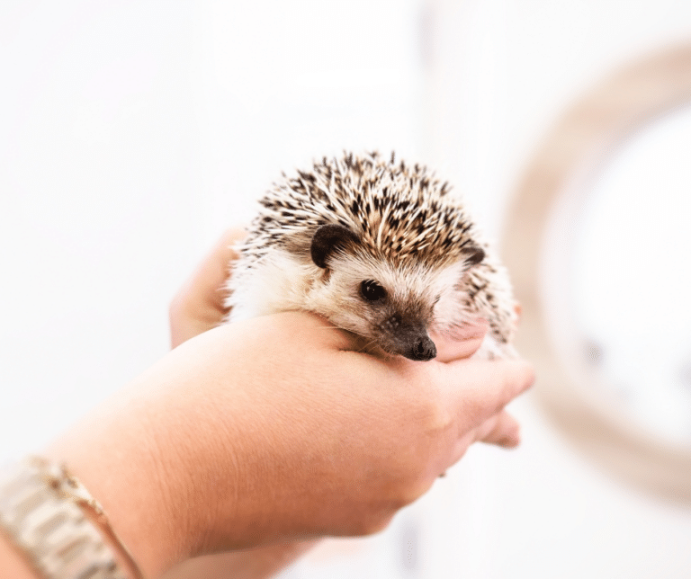 The Most Unusual Pets You Can Own: A Guide to Exotic Animals as Companions