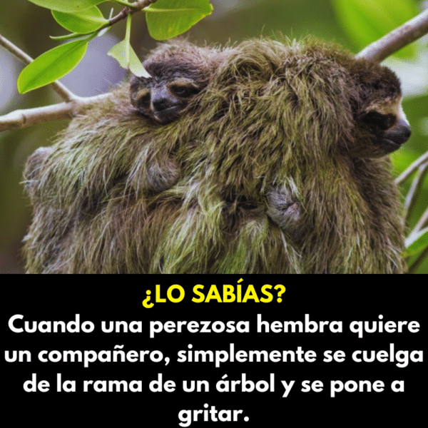 Datos Absolutamente Extraños Y Fascinantes Sobre Los Animales